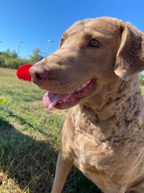 CBRR&R Available Dogs