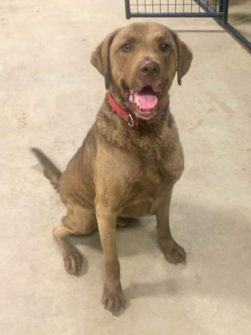 CBRR&R Available Dogs